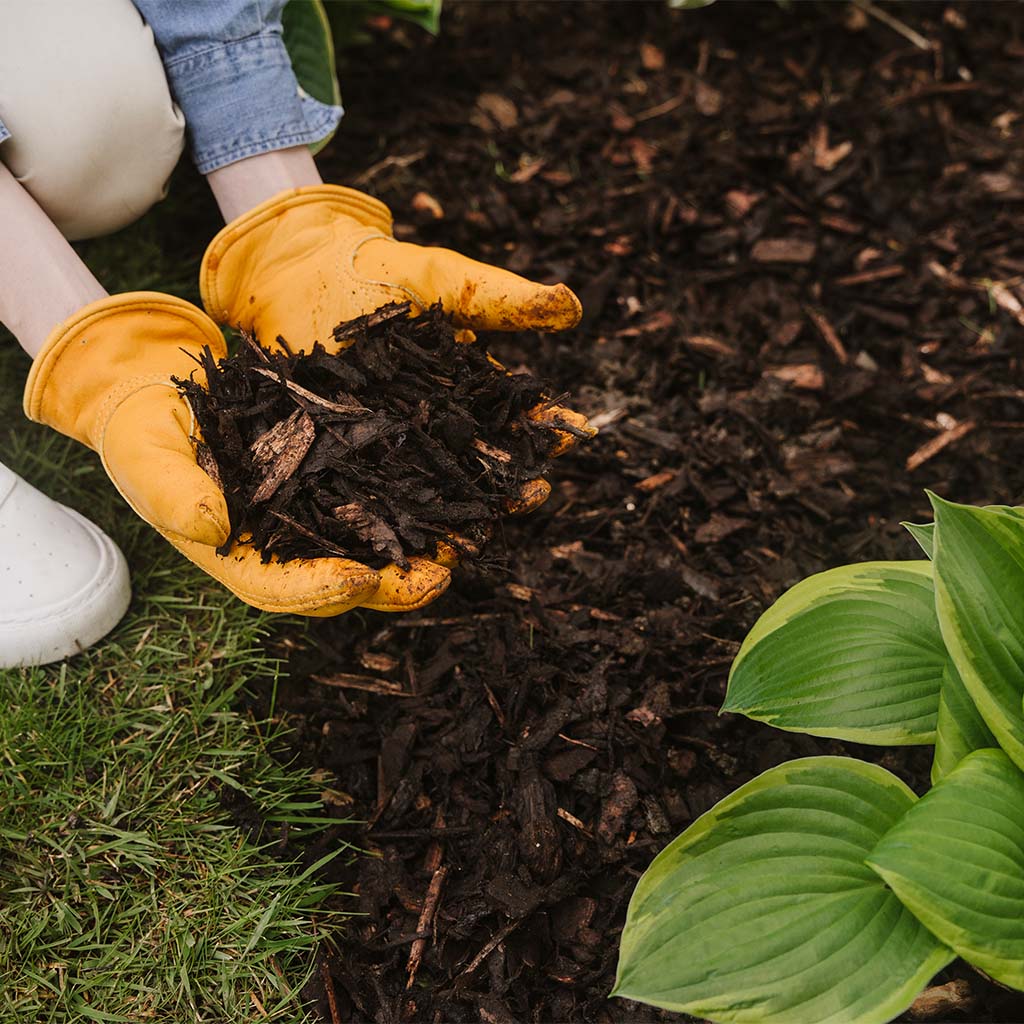 Westland Decorative Mini Bark | Prime Hedges