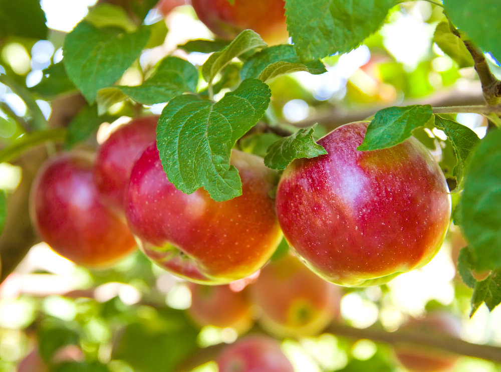 ACRES Scheme – Traditional Orchard | Hedge Plants from Ireland