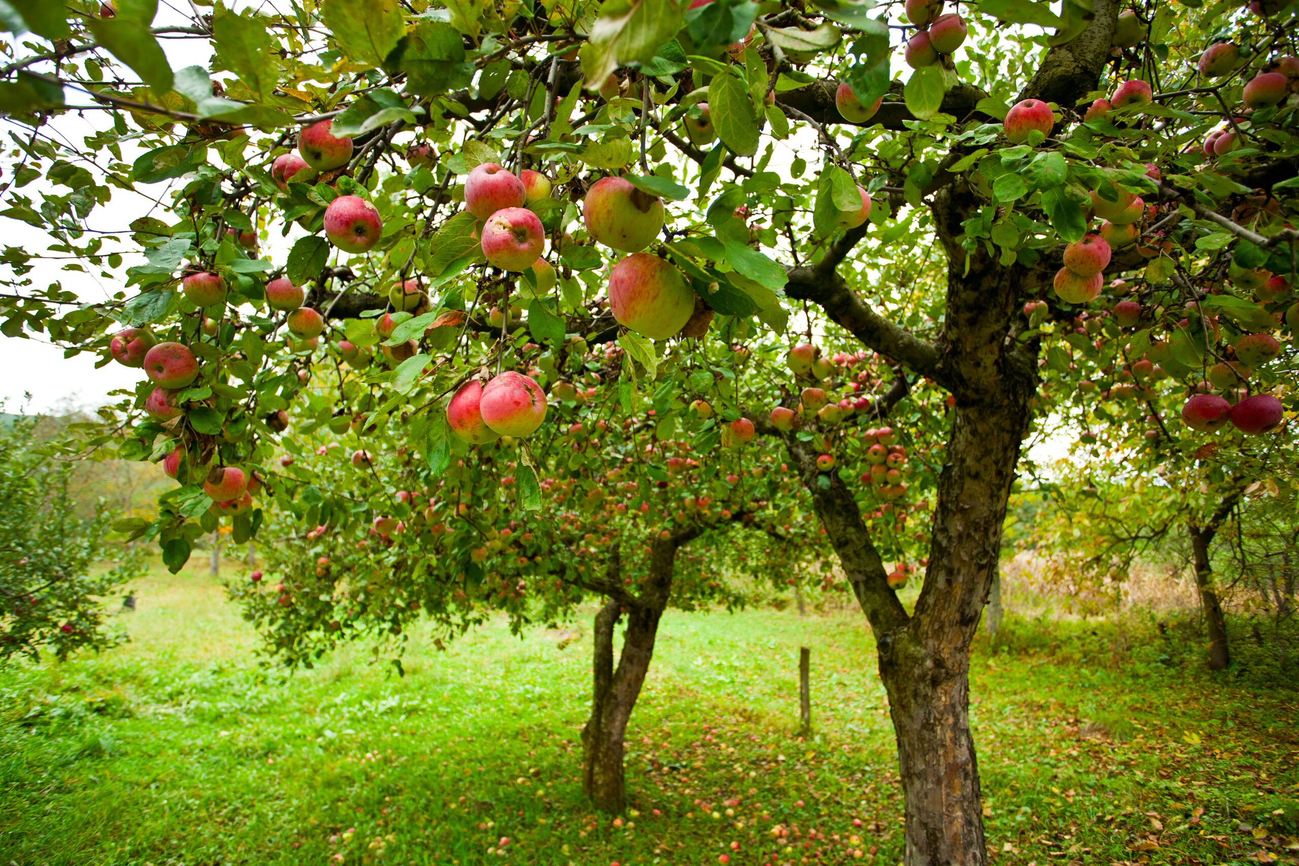 ACRES Scheme – Traditional Orchard | Hedge Plants from Ireland